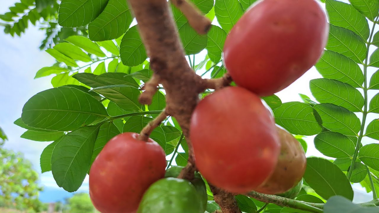Começou frutificação da Seriguela vermelha, recomendado para climas ...