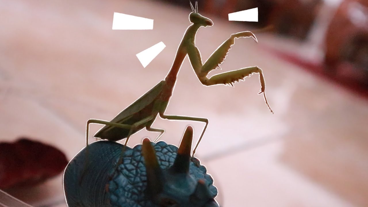Pelihara Cangcorang jinak naik dinosaurus | Praying mantis pet - YouTube