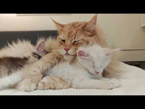 Uncle Buster Cuddles With the Kittens!