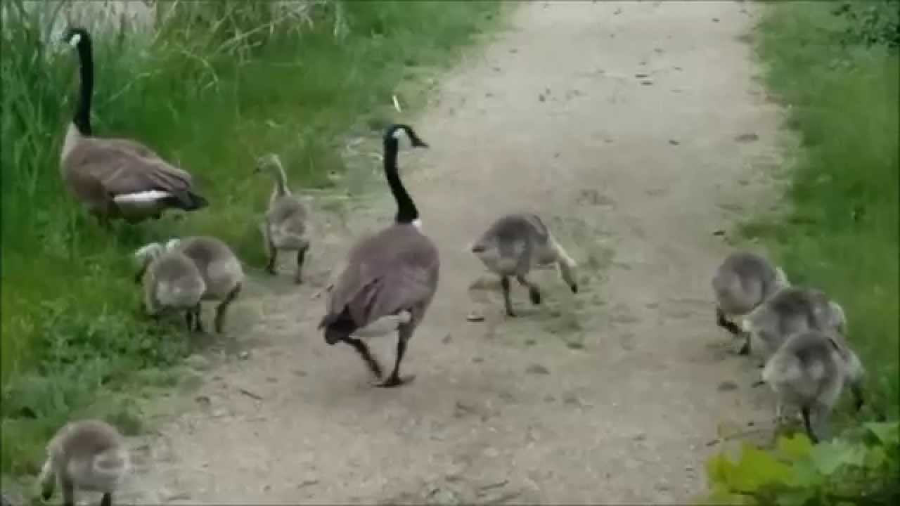VLOG: The Killer Geese of Wood Lake Nature Center - YouTube