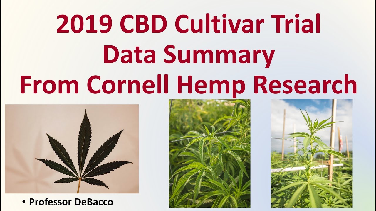 2019 CBD Cultivar Trial Data Summary Cornell Hemp Research - YouTube
