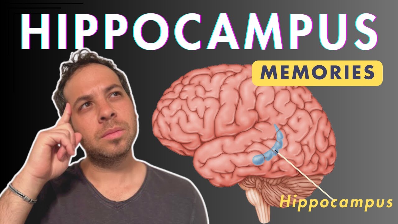Hippocampus and Memories - YouTube
