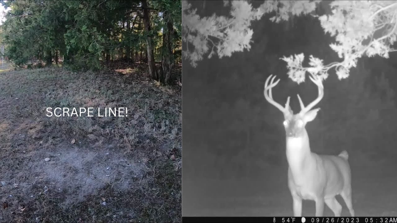 A SCRAPE LINE! BUCKS CHECKING SCRAPES! GAME CAM VIDEO COMPILATION ...