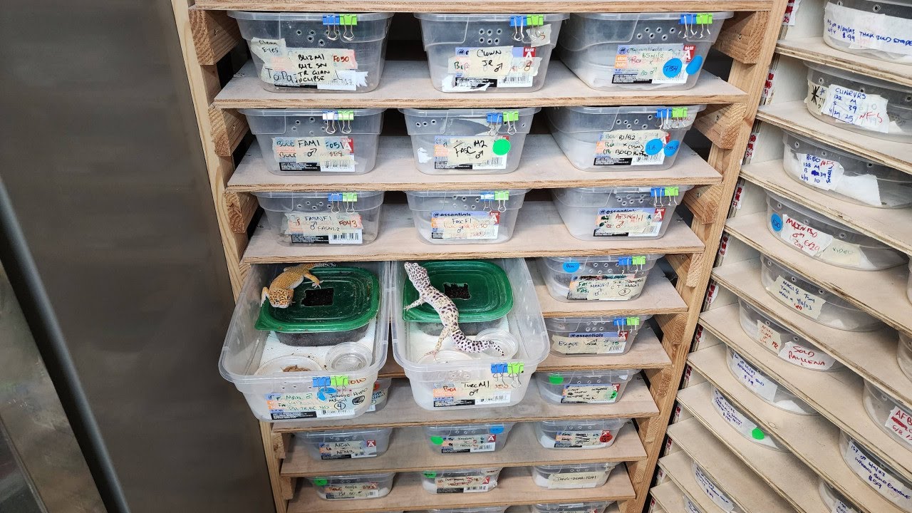 When male leopard geckos ATTACK! | a lesson LEARNED! - YouTube