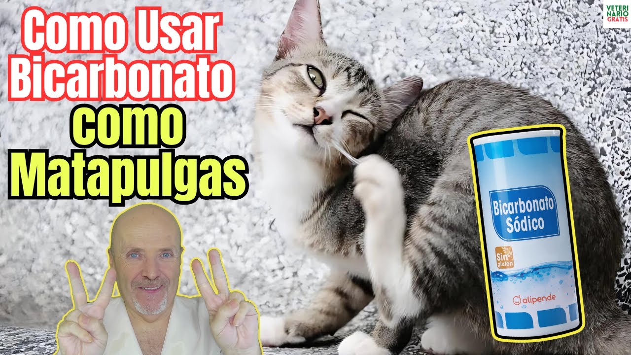 🚨¿COMO USAR EL BICARBONATO COMO MATAPULGAS EN GATOS? 🚨 - YouTube
