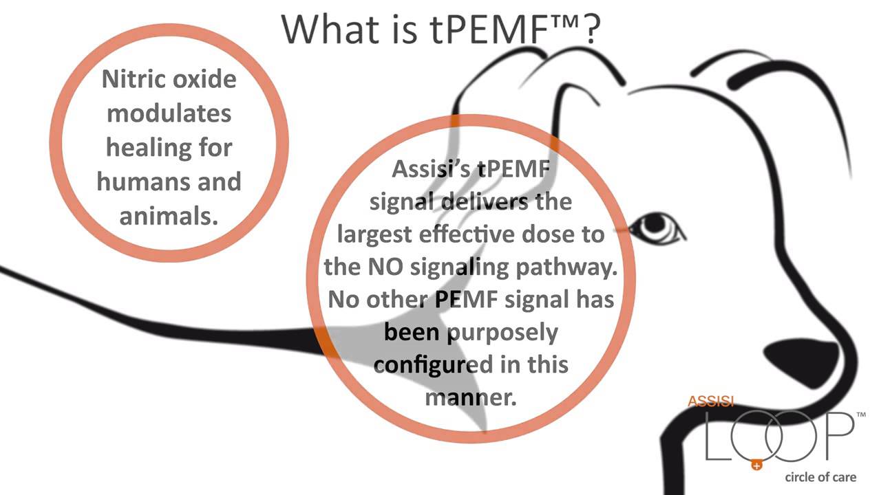 Assisi Loop: Mechanism of Action - YouTube