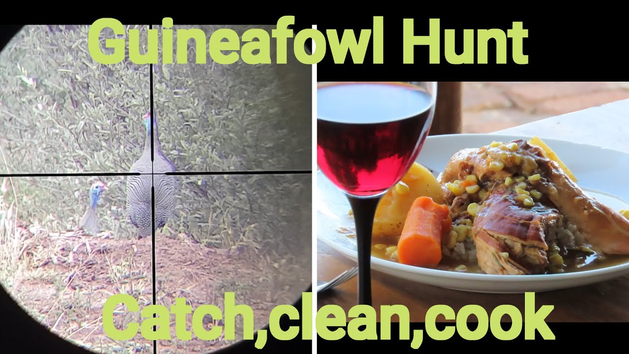 Guinea fowl {{{Catch Clean Cook}}} FX-Streamline - YouTube