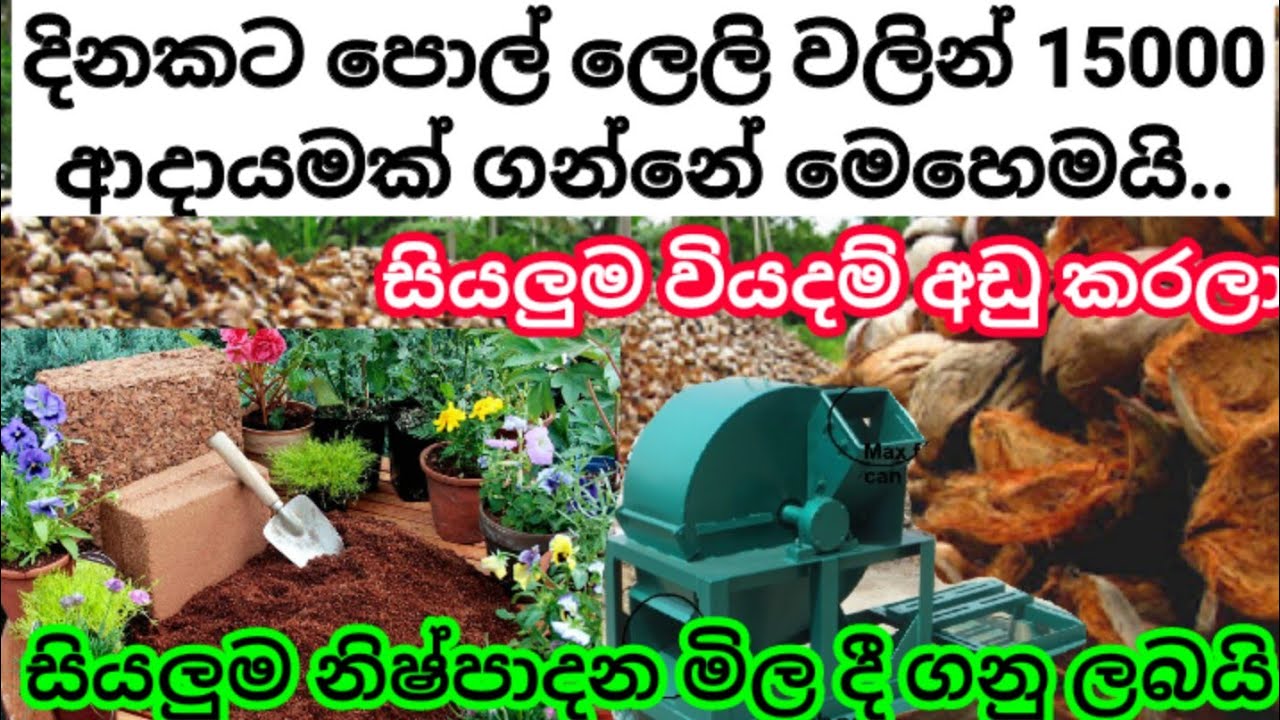 pol leli business ||swayan rekiya ||පොල් ලෙලි විකුනලා දිනකට රැ 15000 ...