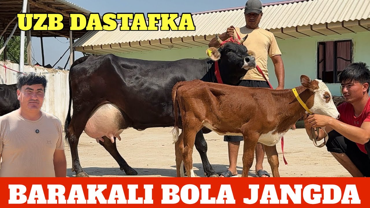 MANA IMKON TANLAB OLIN BARAKALI AKA NARXLARNI YERGA URDI BUNAQASI ...