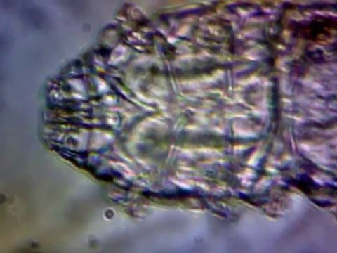 Invisible Bug 2016 B - YouTube