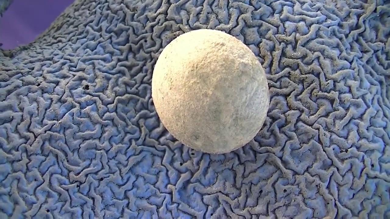 metal-detcting-largest-one-we-ever-found-youtube
