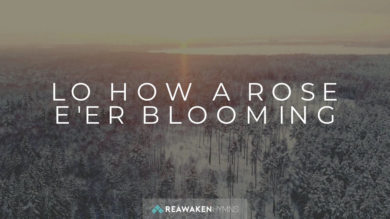 Lo, How A Rose E’er Blooming | Christmas Lyric Video | Reawaken Hymns ...