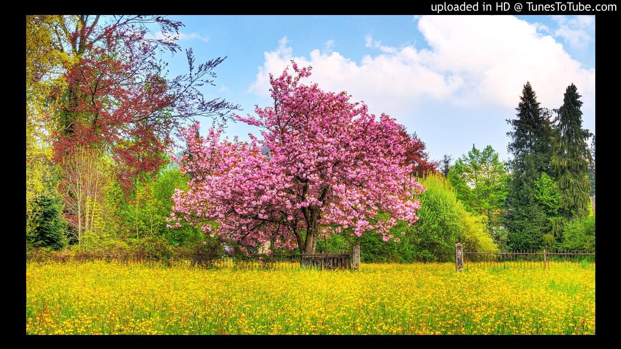 Montana & Venera - La ciresul de la dunga - YouTube