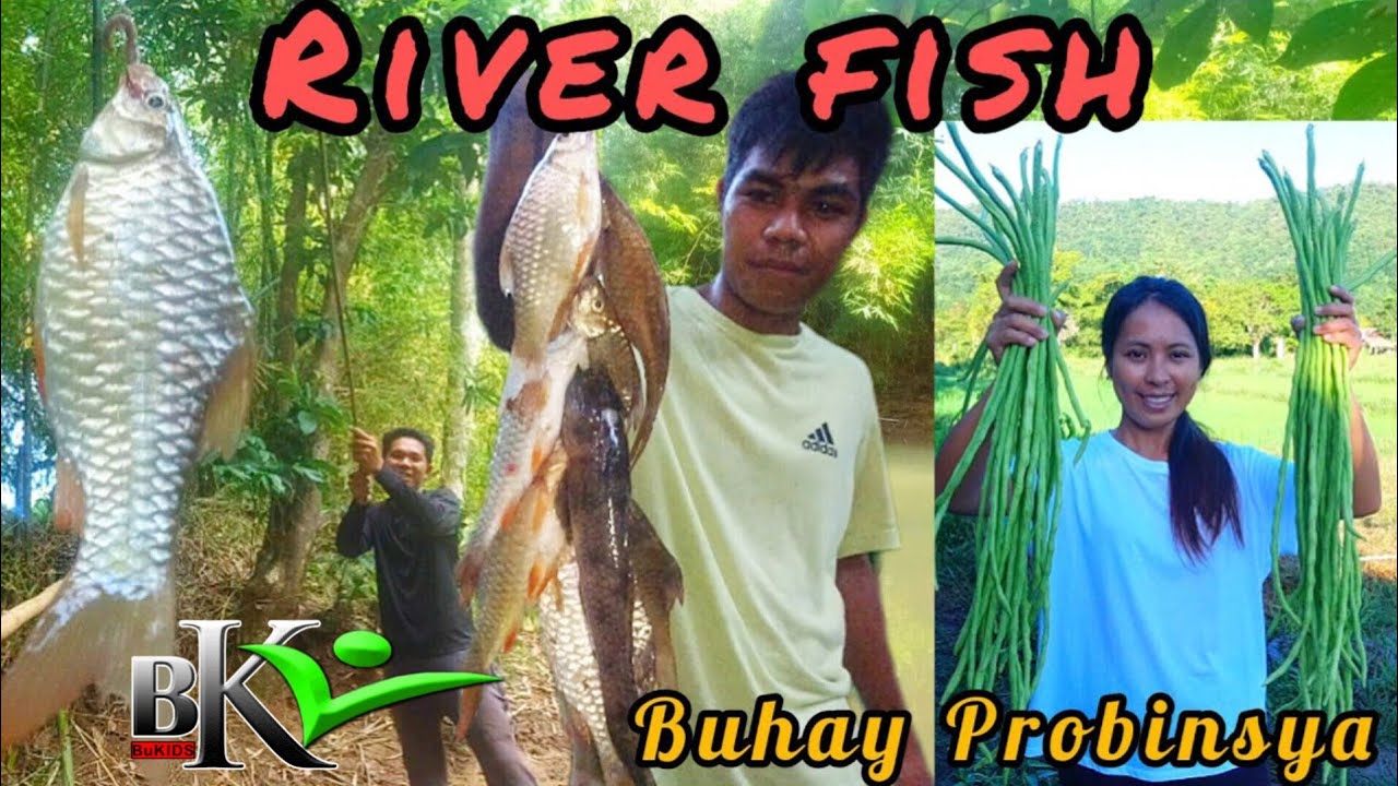 367- Katuwaang pamimingwit sa ilog | marami ng bunga ang sitaw ni Mama ...