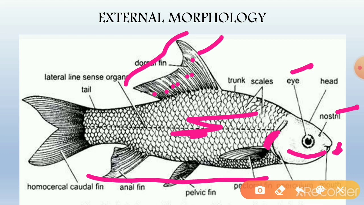 Labeo rohita- External Morphology and Body wall - YouTube