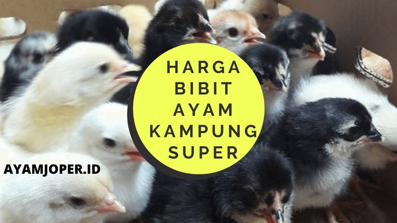 Harga Bibit Ayam Kampung Super - YouTube