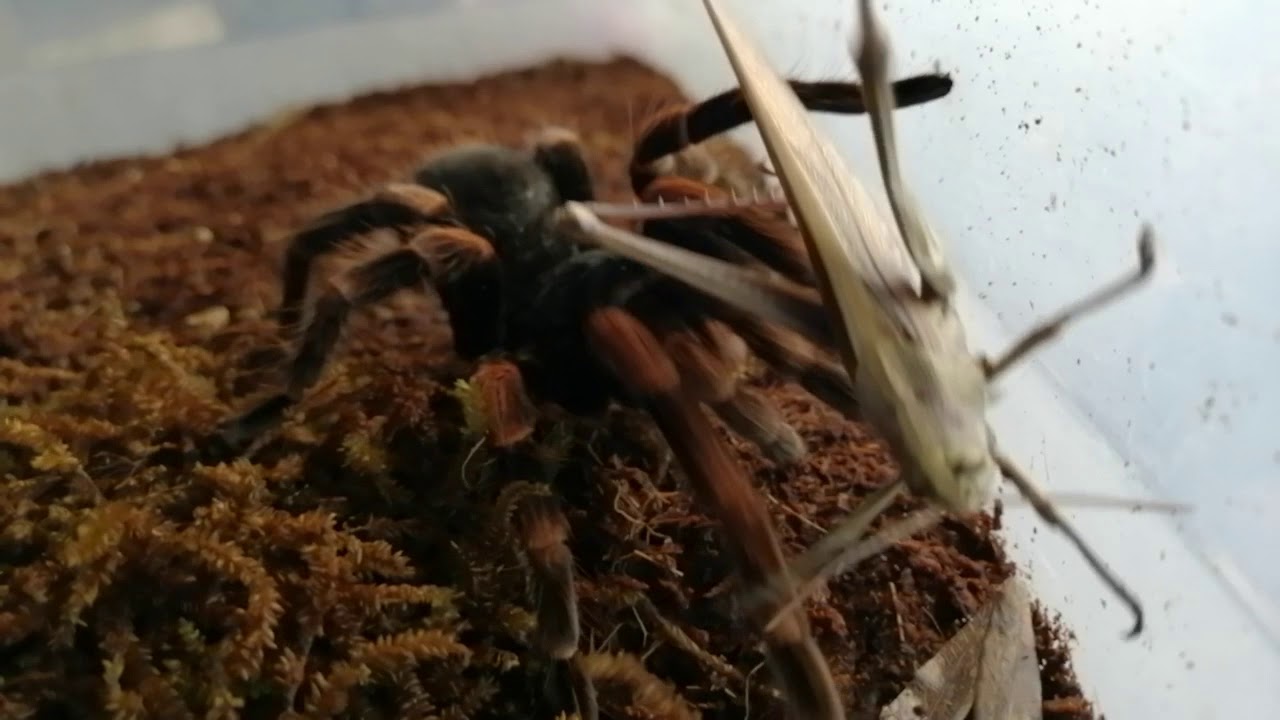 Tarántula comiendo #tarantula - YouTube