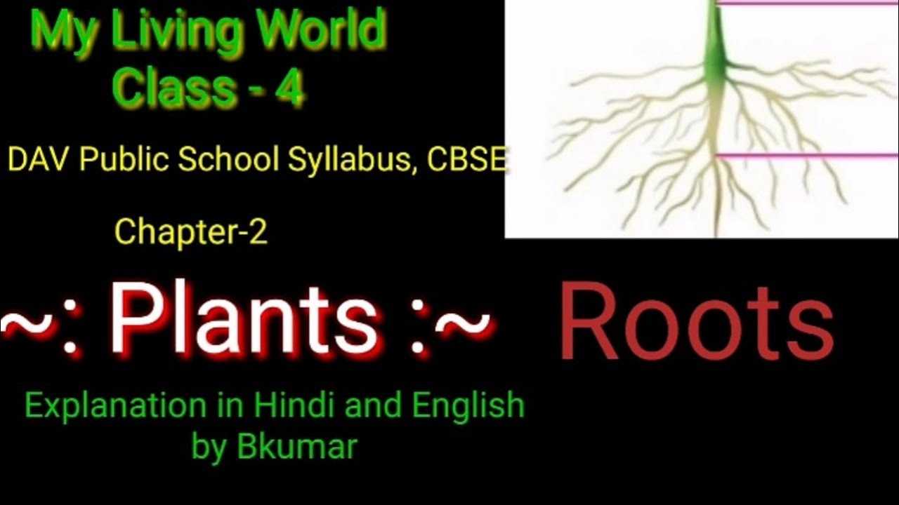 Plants Ch 2 Class 4 Science My Living World DAV Syllabus Explanation in ...