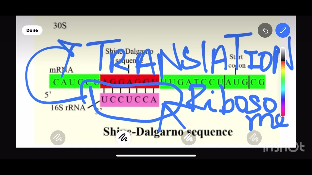 Shine Dalgarno Sequence - Molecular Biology - YouTube