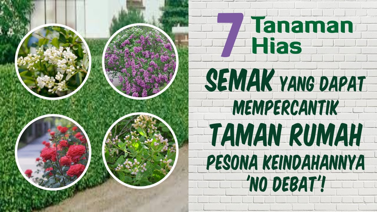 7 Tanaman Hias Semak yang Dapat Mempercantik Taman Rumah Pesona ...