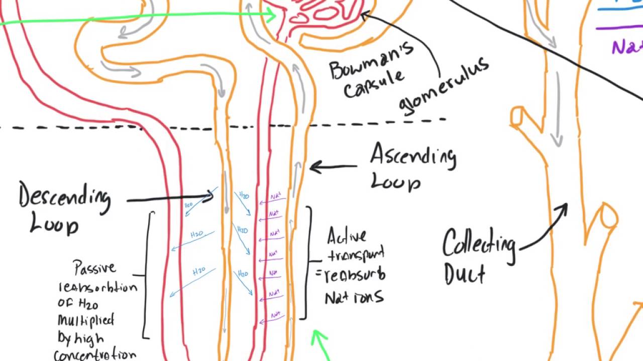 Nephron Physiology and Renal Failure: Paramedic - YouTube