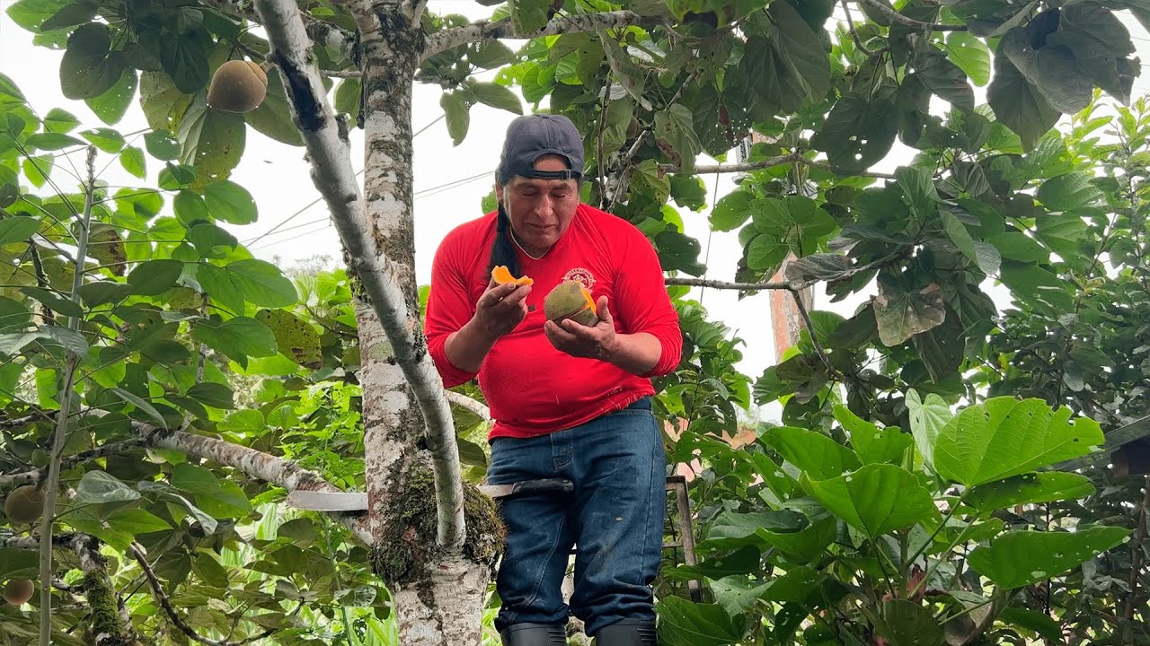 Comiendo zapote una rica fruta de la amazonia - YouTube