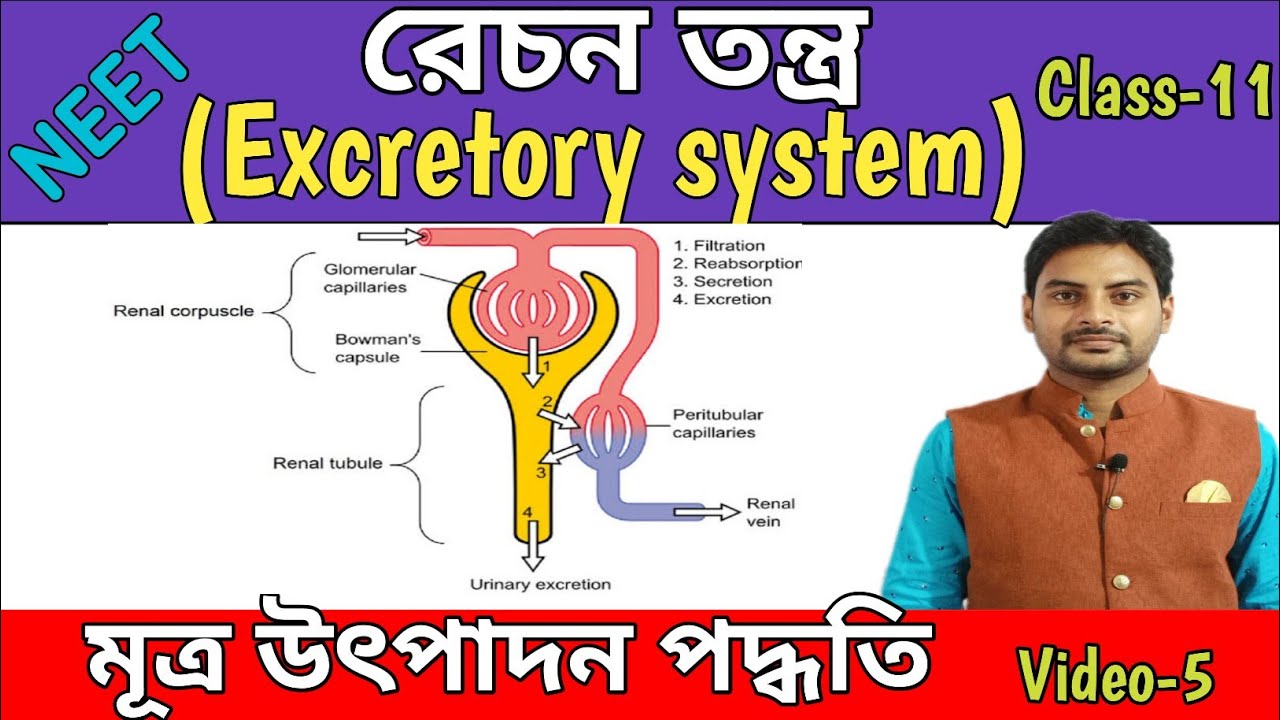 মূত্র উৎপাদন পদ্ধতি/urine formation process in Bengali for NEET/ wbchse ...