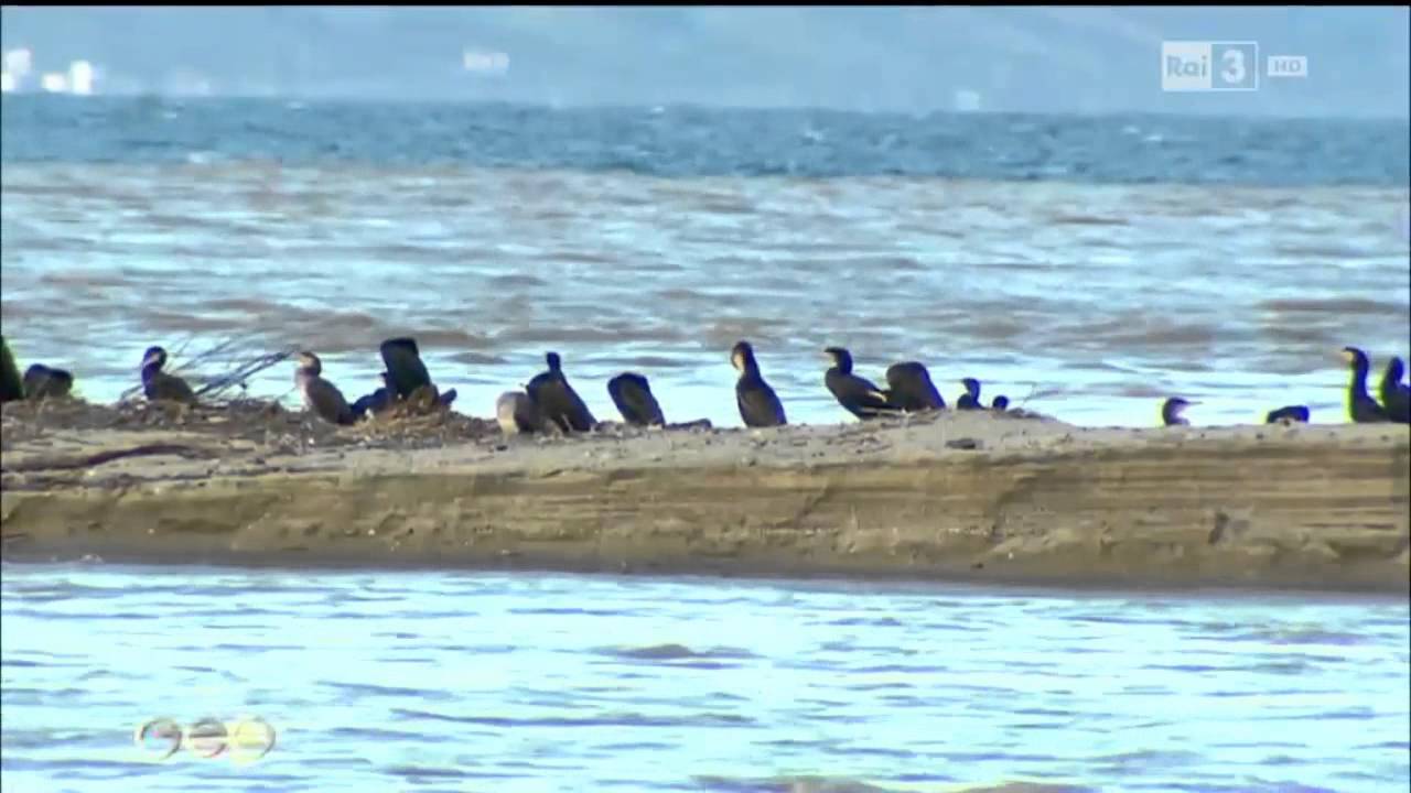 "Il Tesoro di Alarico" - Puntata Geo del 26/02/2016 - YouTube