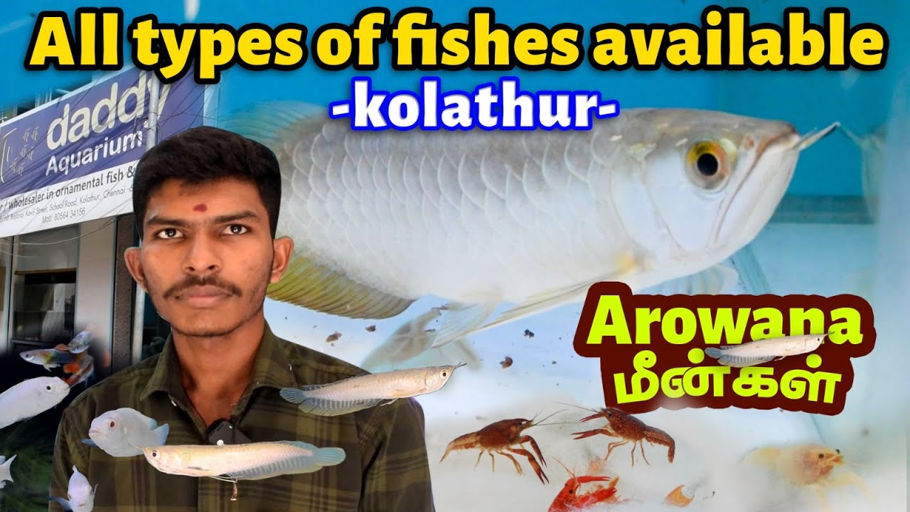 ₹1 முதல் All Types of Fishes Available at Kolathur Fish Market | Daddy ...