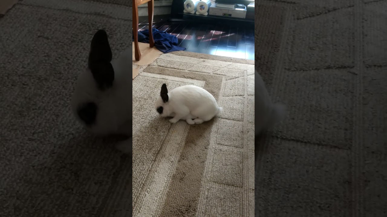 Bunny having fun - YouTube