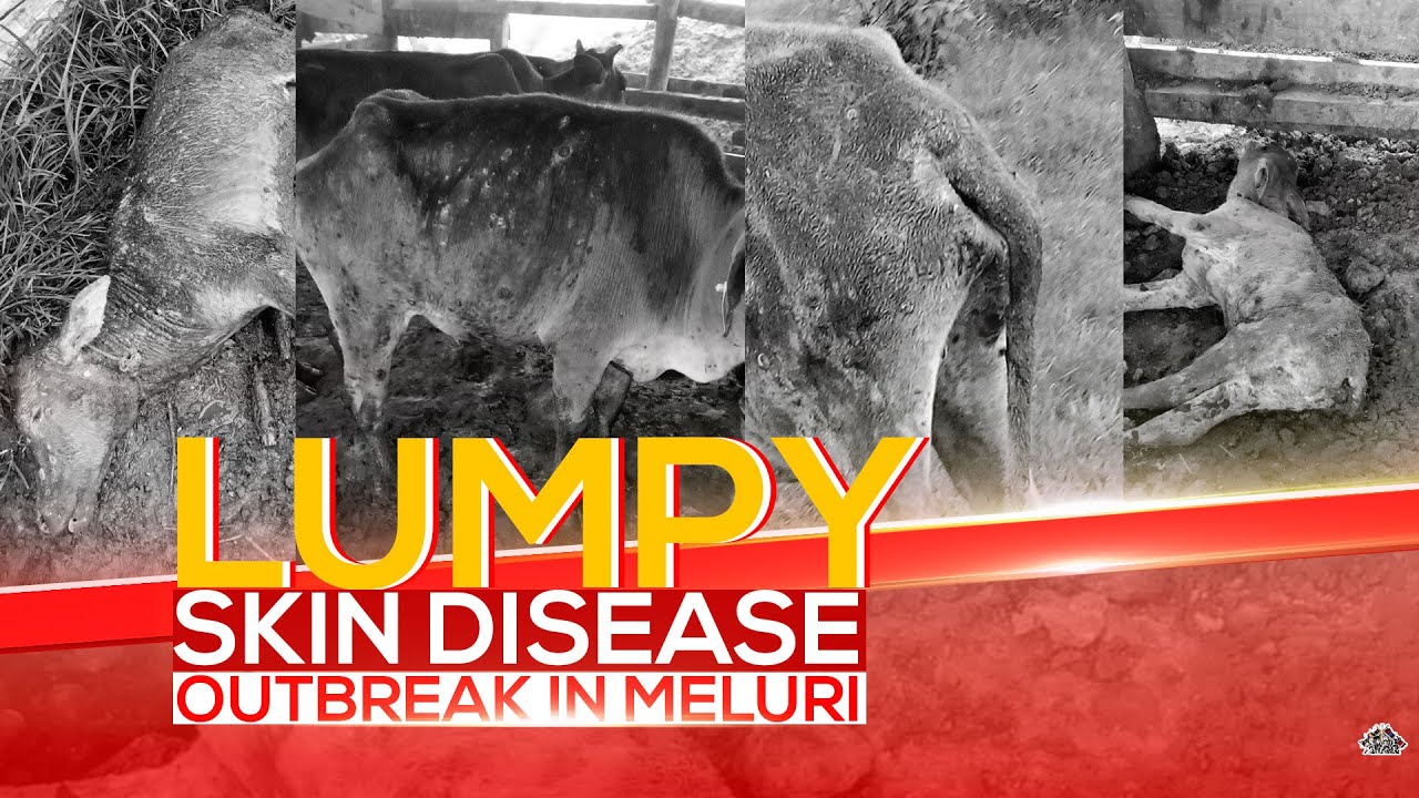 LUMPY SKIN DISEASE OUTBREAK IN MOLEN VILL, MELURI; 13 LIVESTOCK DEAD ...