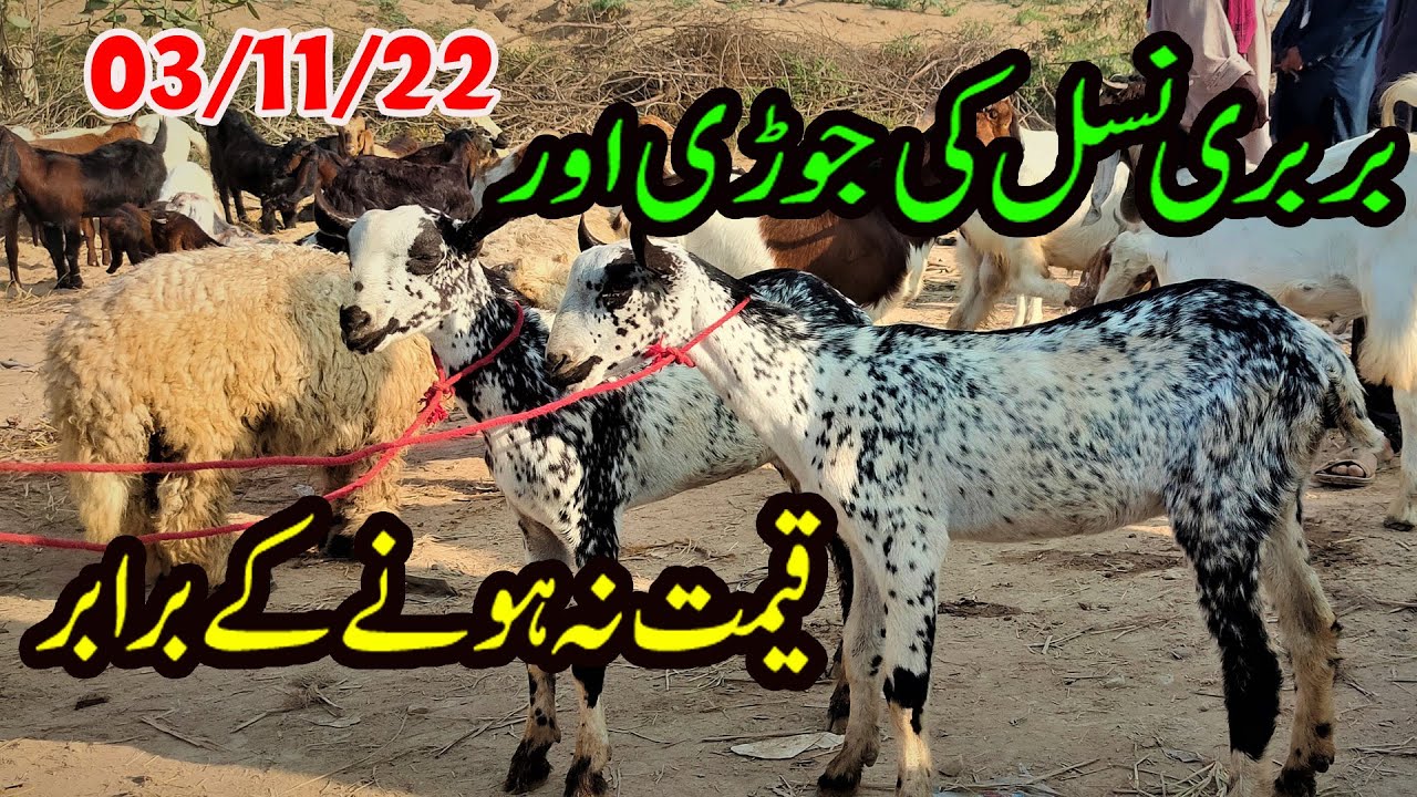 barbari goat for sall 2022 | barbari bakra mandi | Goat Mandi 2022 | BY ...