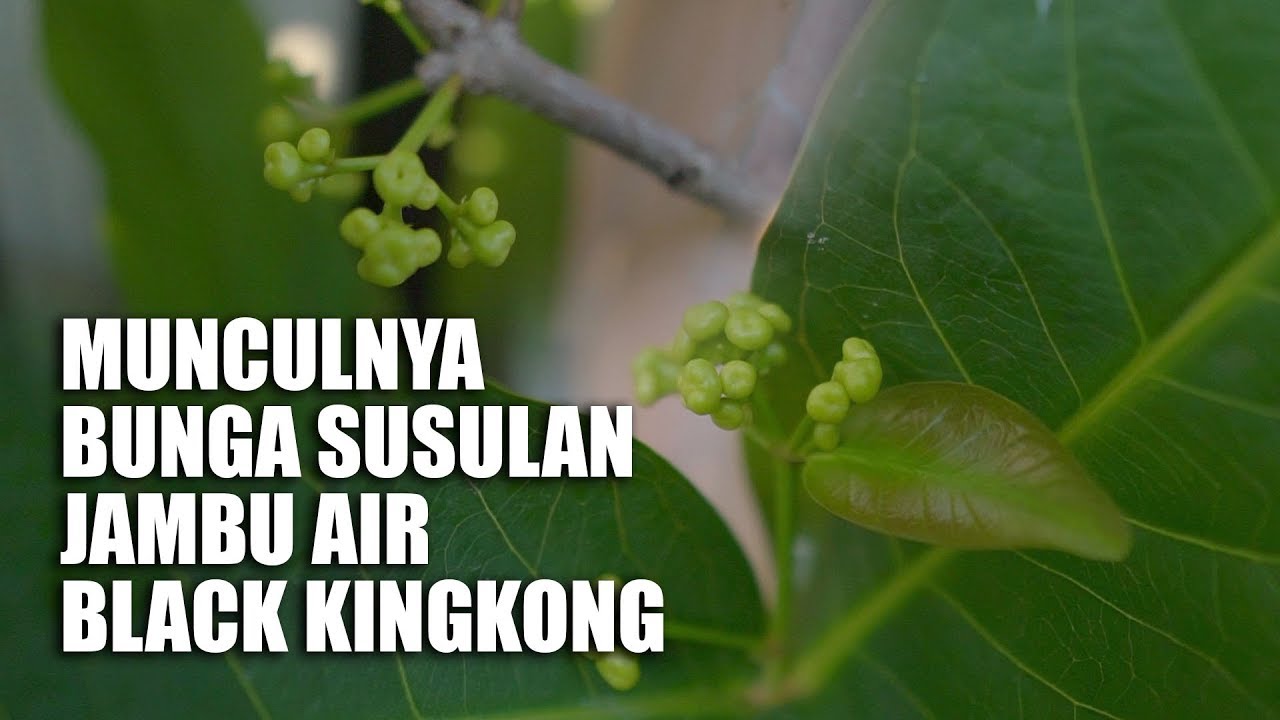 Tumbuhnya Bunga Susulan jambu Black Kingkong setelah 2 minggu - YouTube