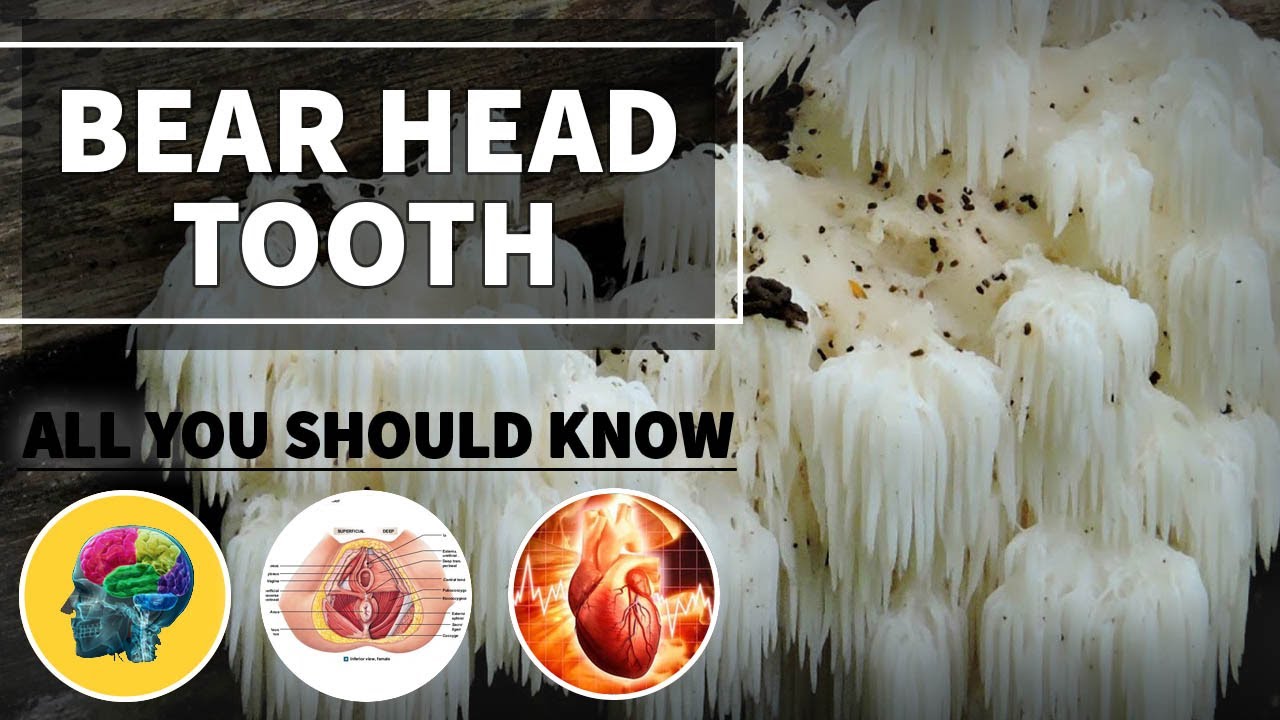 BEAR HEAD TOOTH: Benefits & Properties | Medicinal plants 💚 100% ...