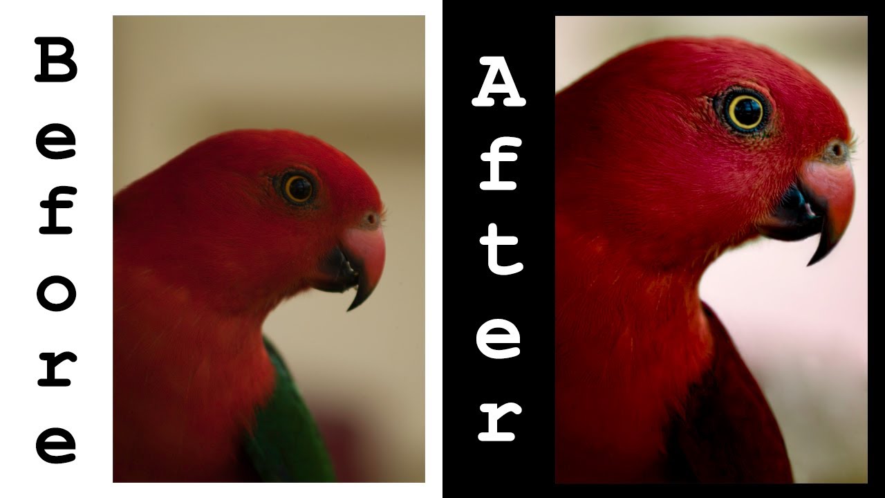 Photoshop Full and Quick before and after edit Tutorial Australian King ...