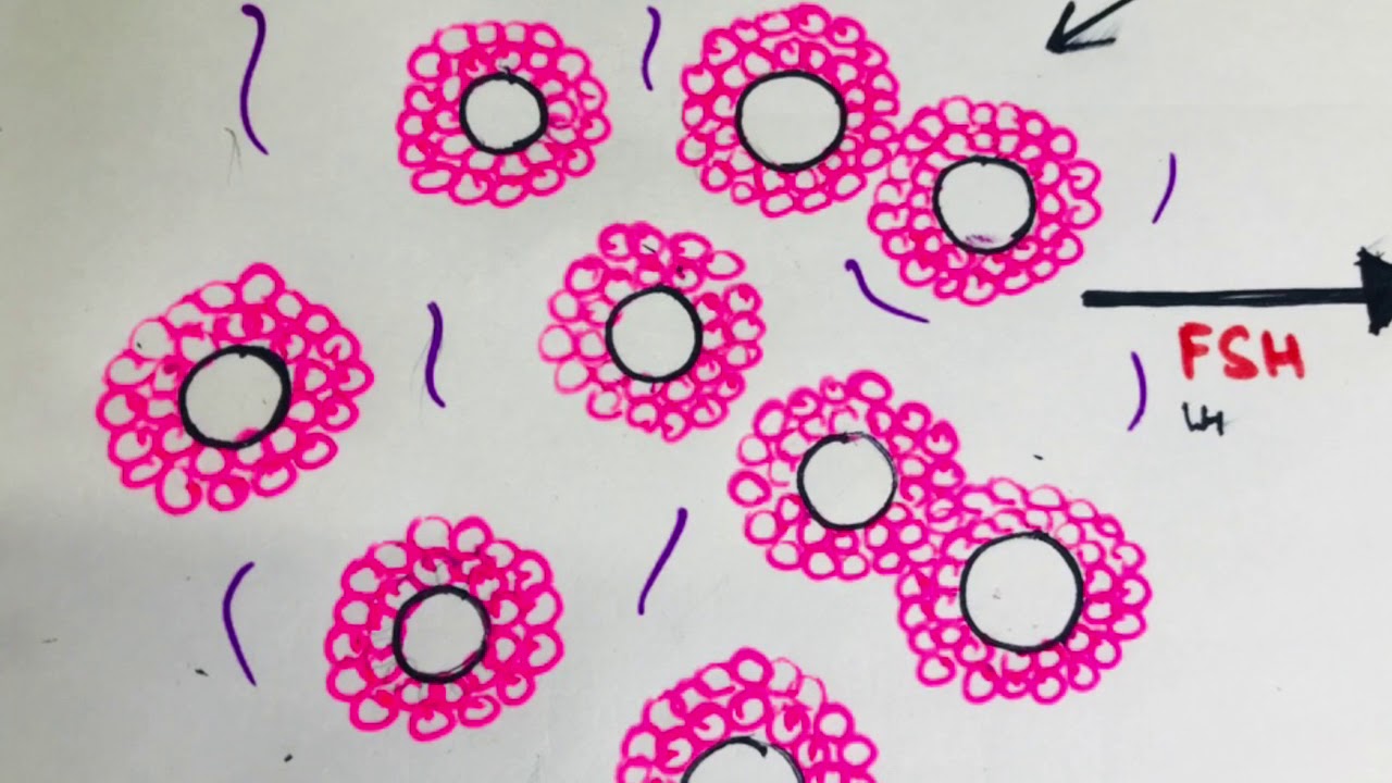 Reproduction Series - Follicular Phase of Ovarian Cycle - YouTube