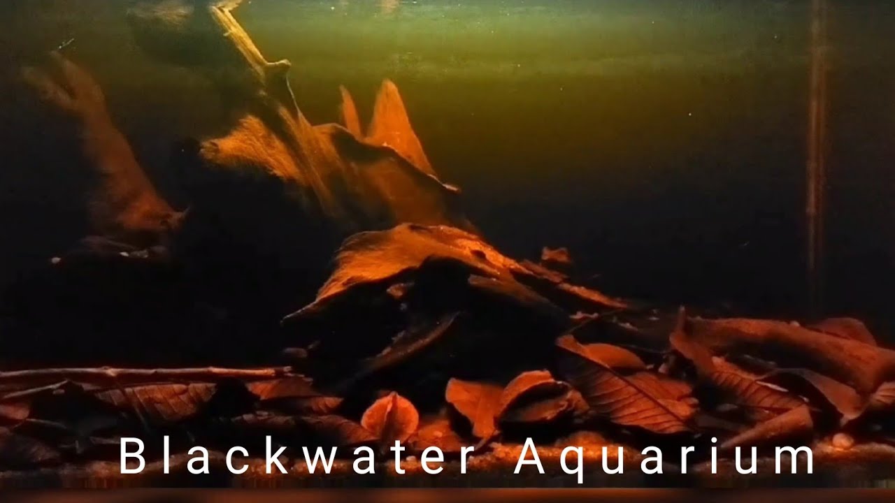Blackwater Aquarium / biotop aquarium part 2 add fish to tank - YouTube