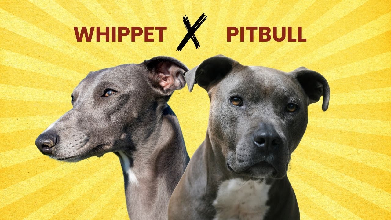 Whippet Pitbull Mix: The Ultimate Speed & Strength Combo! - YouTube