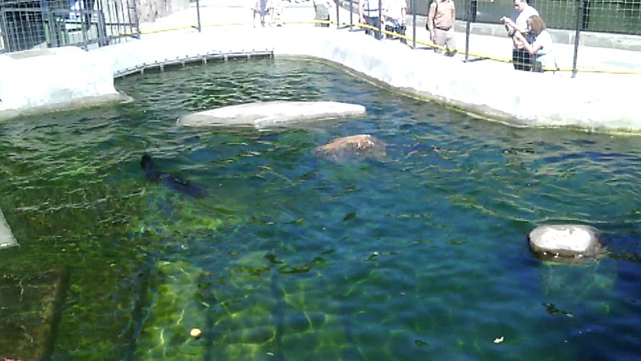 морские котики - YouTube морские котики - YouTube