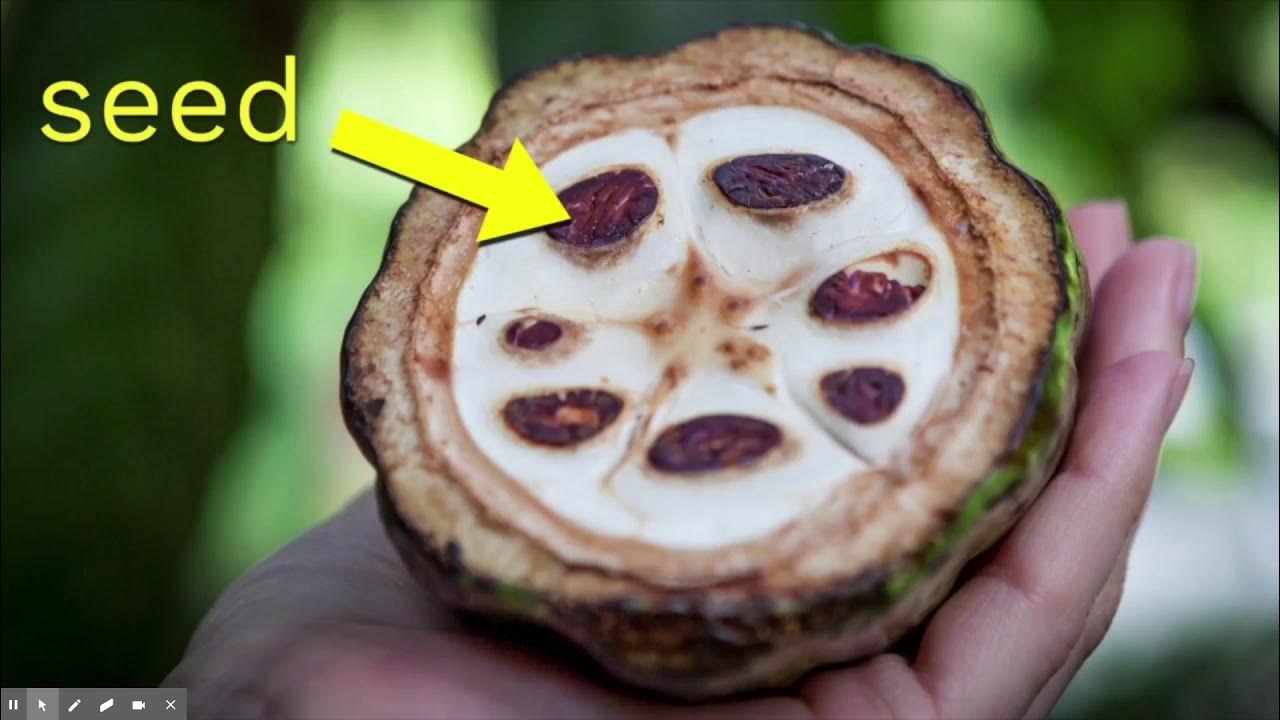 Mystery Science: Where does chocolate come from? - YouTube