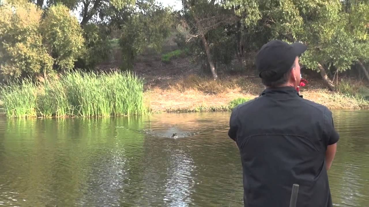 "Finn" Senior Hunt Test Title Pass - YouTube