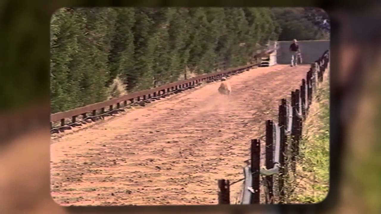 Greyhound Racing Victoria - An insight into Allan Britton's training ...