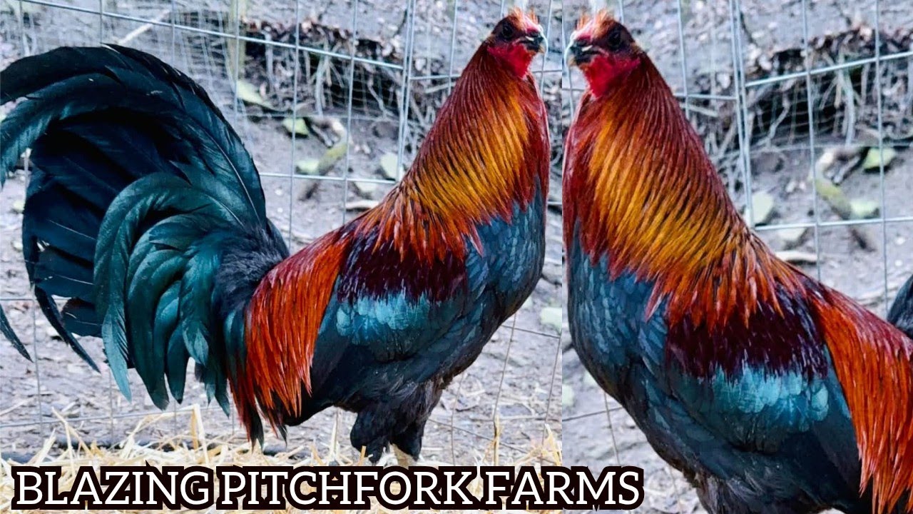 Kentucky USA Blazing Pitchfork Farms - Bereeding Pens - YouTube