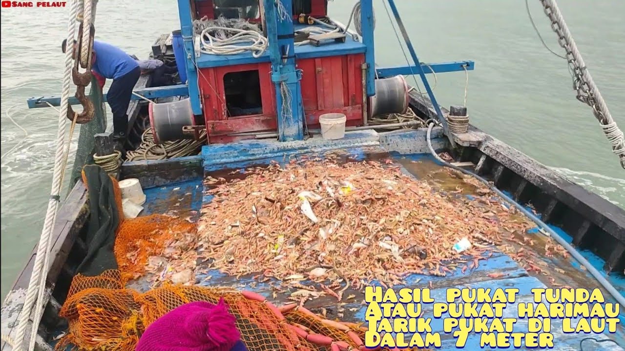 tarik pukat di kedalaman laut 7 meter seperti ini hasil nya #trawl # ...