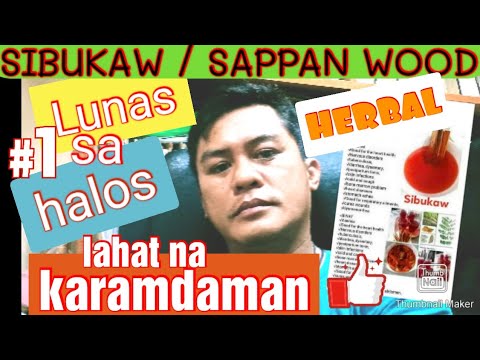 Proseso sa pagkuha ng SIBUKAW o SAPPAN WOOD || Actual na puno || at pag ...