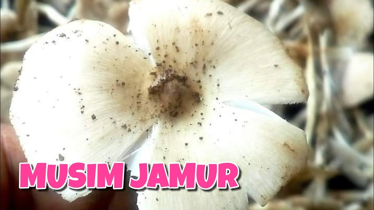 MUSIM JAMUR BARAT - BANYAK TUMBUH DI BELAKANG RUMAH - YouTube