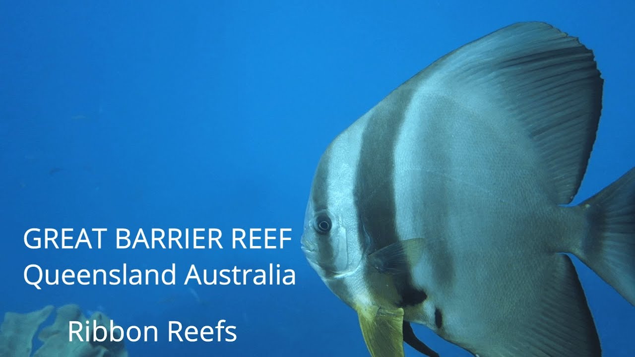 Great Barrier Reef Special Edition Ribbon Reefs - YouTube