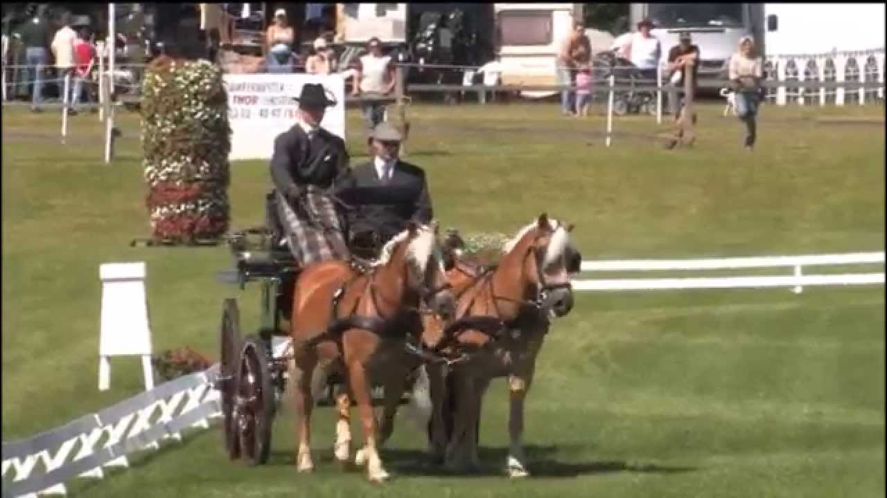 Dressur kørt af Lars Dau 2-spand pony - YouTube