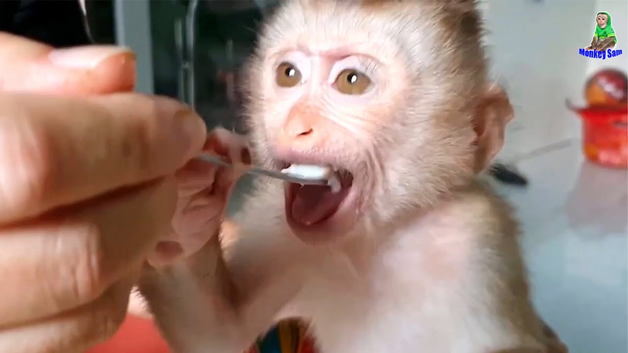 Monkey Baby eats delicious yogurt - YouTube