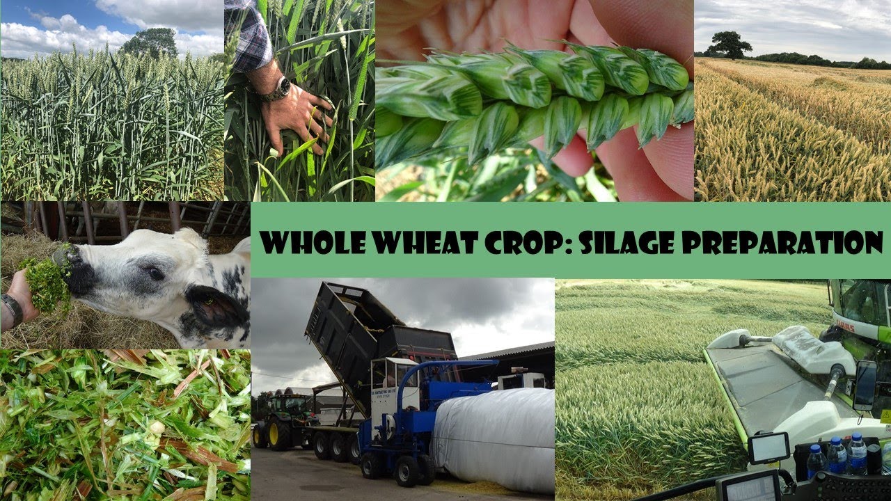 Whole Crop Wheat: Silage Preparation - YouTube